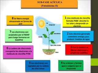 Fotosintesis | PPT