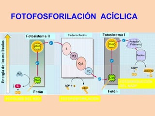 Fotosintesis | PPT