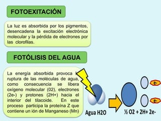 Fotosintesis | PPTX