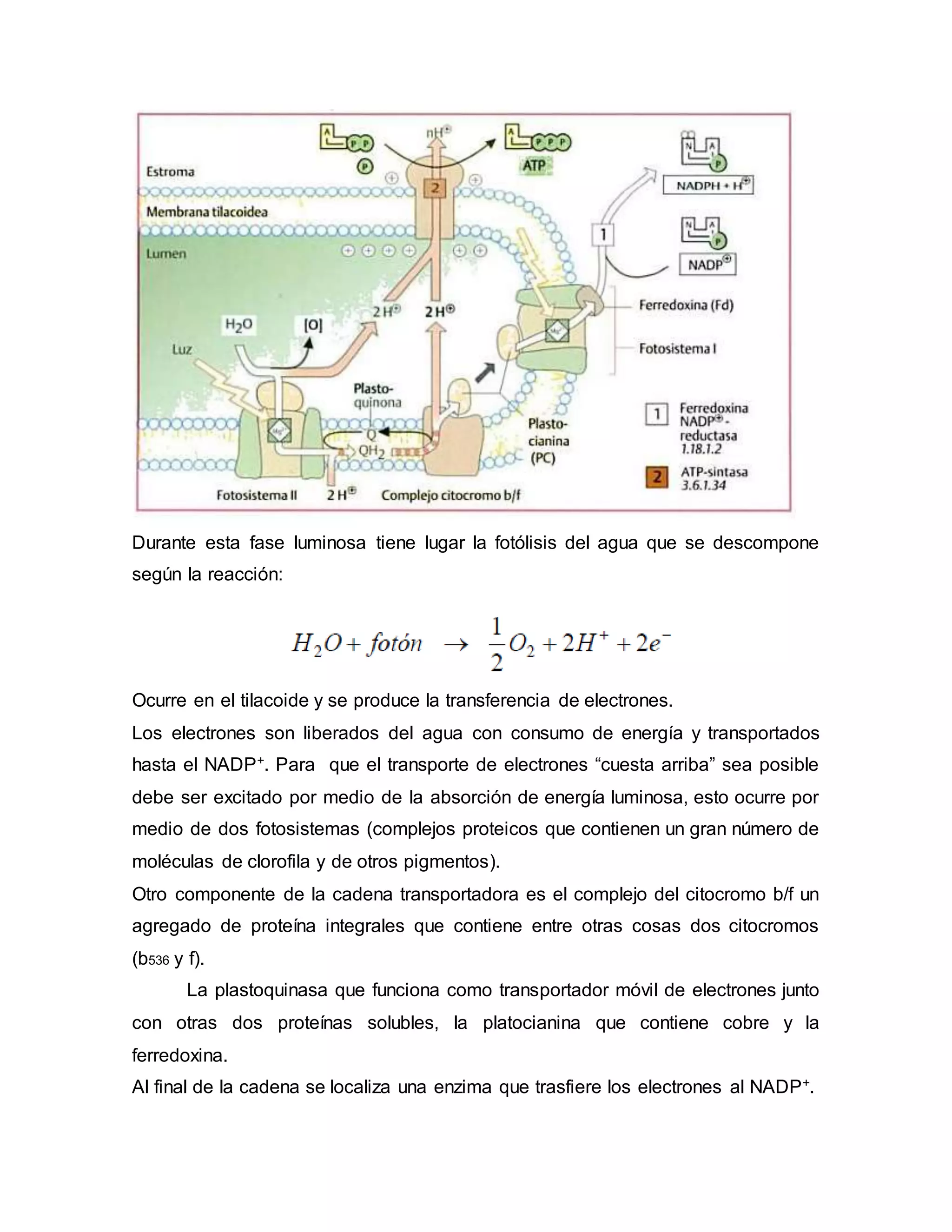 Fotosintesis | DOCX