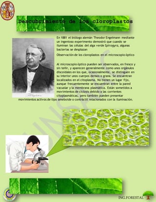 Fotosintesis | DOCX