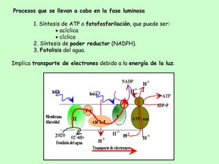 fotosintesis.ppt