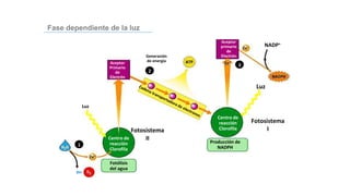 Fotosintesis.pptx