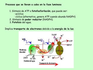 El proceso de la Fotosintesis en las plantas .ppt. | PDF