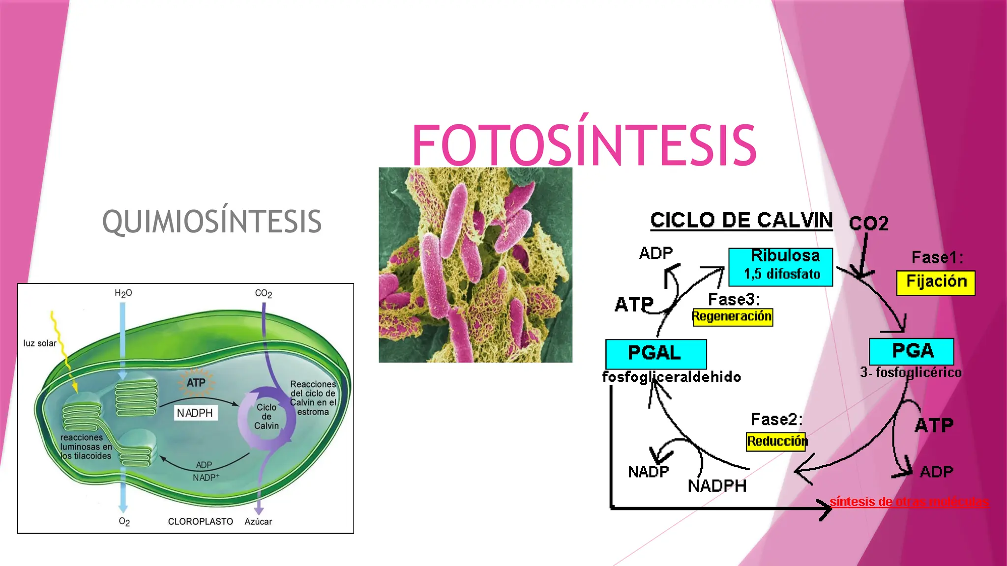 Ciclo De Quimiosíntesis Quimiosíntesis | PPTX