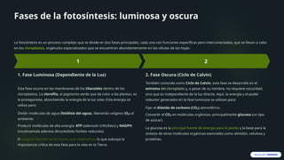 Fotosintesis-El-milagro-verde-que-sostiene-la-vida.pptx