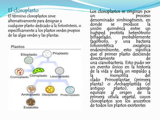 Fotosintesis exposicion | PPTX