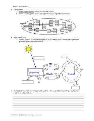 Hoja De Trabajo De Diagramas De Fotosíntesis