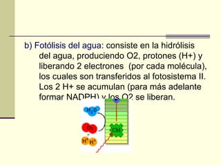 fotosintesis 3ro dif.ppt