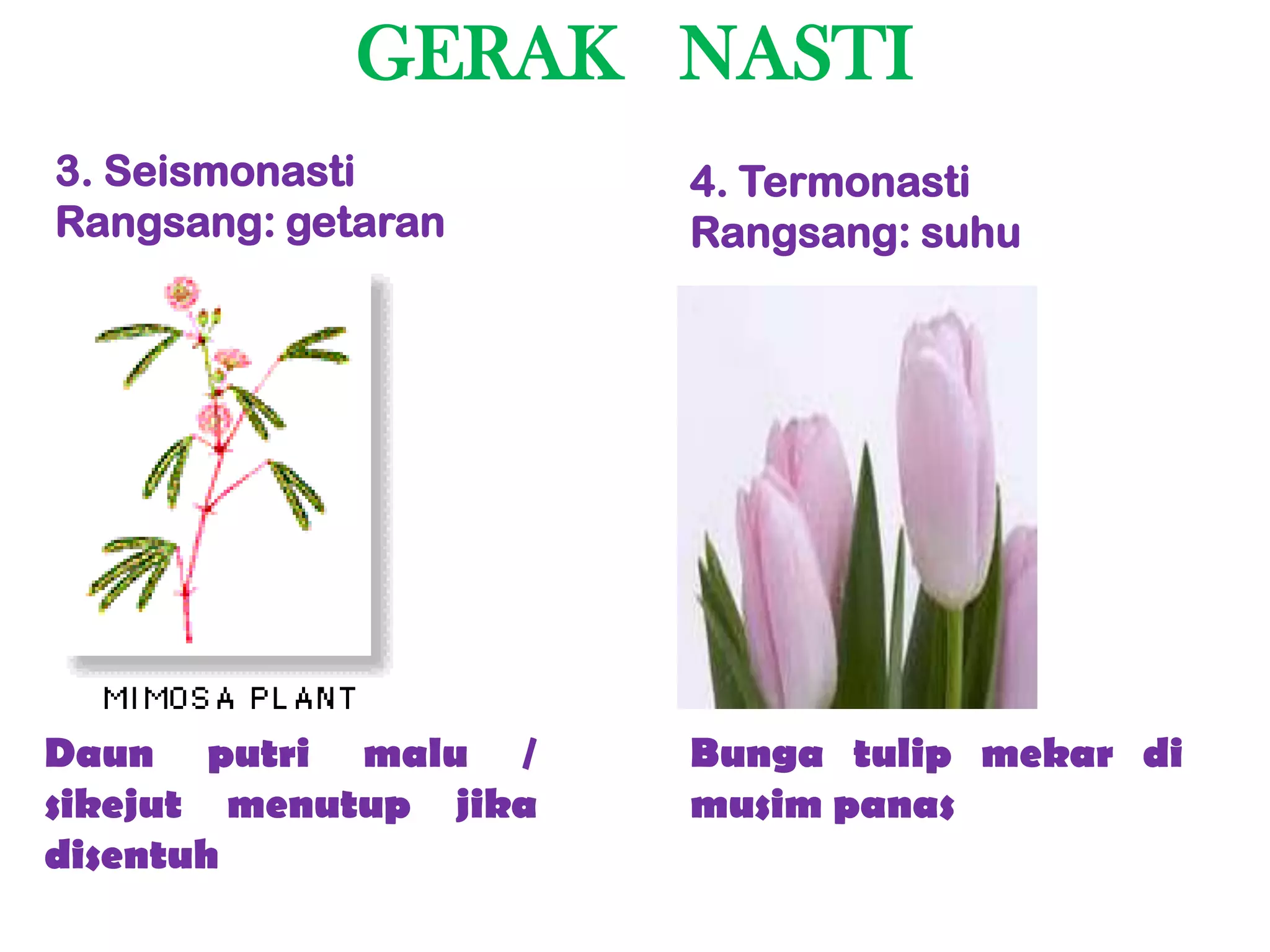 Fotosintesis gerak tumbuhan | PPTX