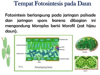 Fotosintesis gerak tumbuhan | PPTX