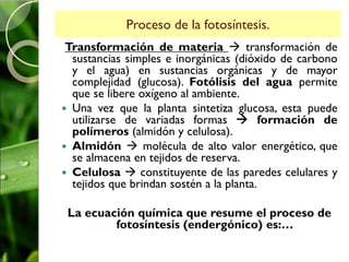 Proceso fotosintético | PDF