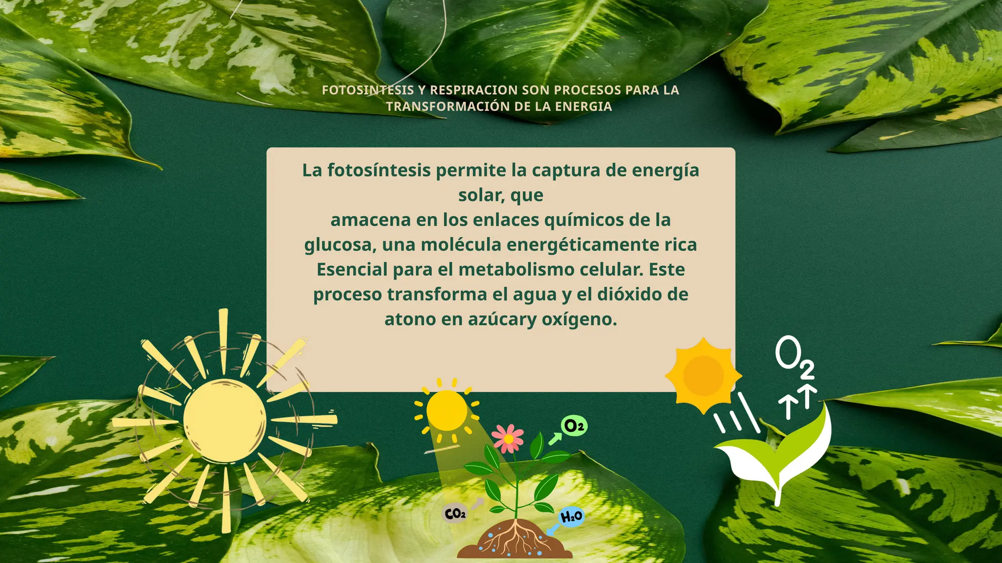 FOTOSINTESIS Y RESPIRACION CIENCIAS DE LA .pptx