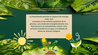 FOTOSINTESIS Y RESPIRACION CIENCIAS DE LA .pptx