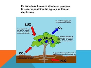 Fotosintesis y respiracion celular | PPT