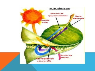 Fotosintesis y respiracion celular | PPT