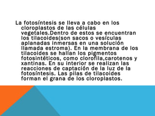 Fotosintesis y respiracion celular | PPT