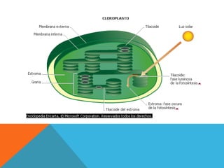 Fotosintesis y respiracion celular | PPT