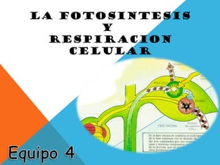 Relación Entre La Fotosíntesis Y El Ciclo De Respiración Celular