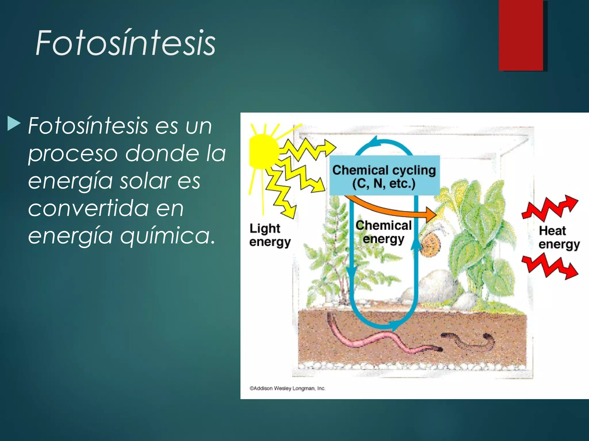 Fotosíntesis y Respiración Celular | PPT | Chemistry | Science
