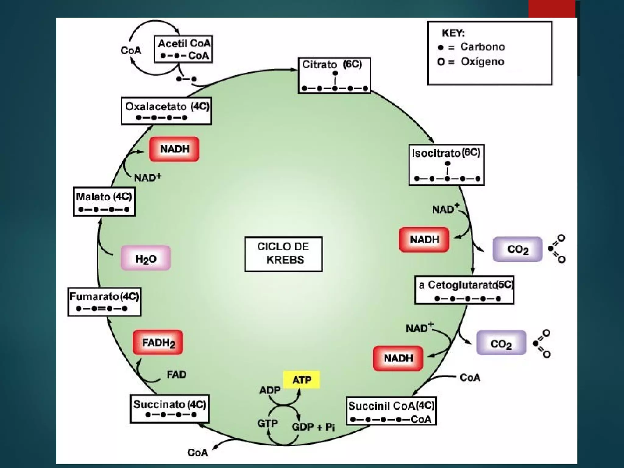 Fotosíntesis y Respiración Celular | PPT