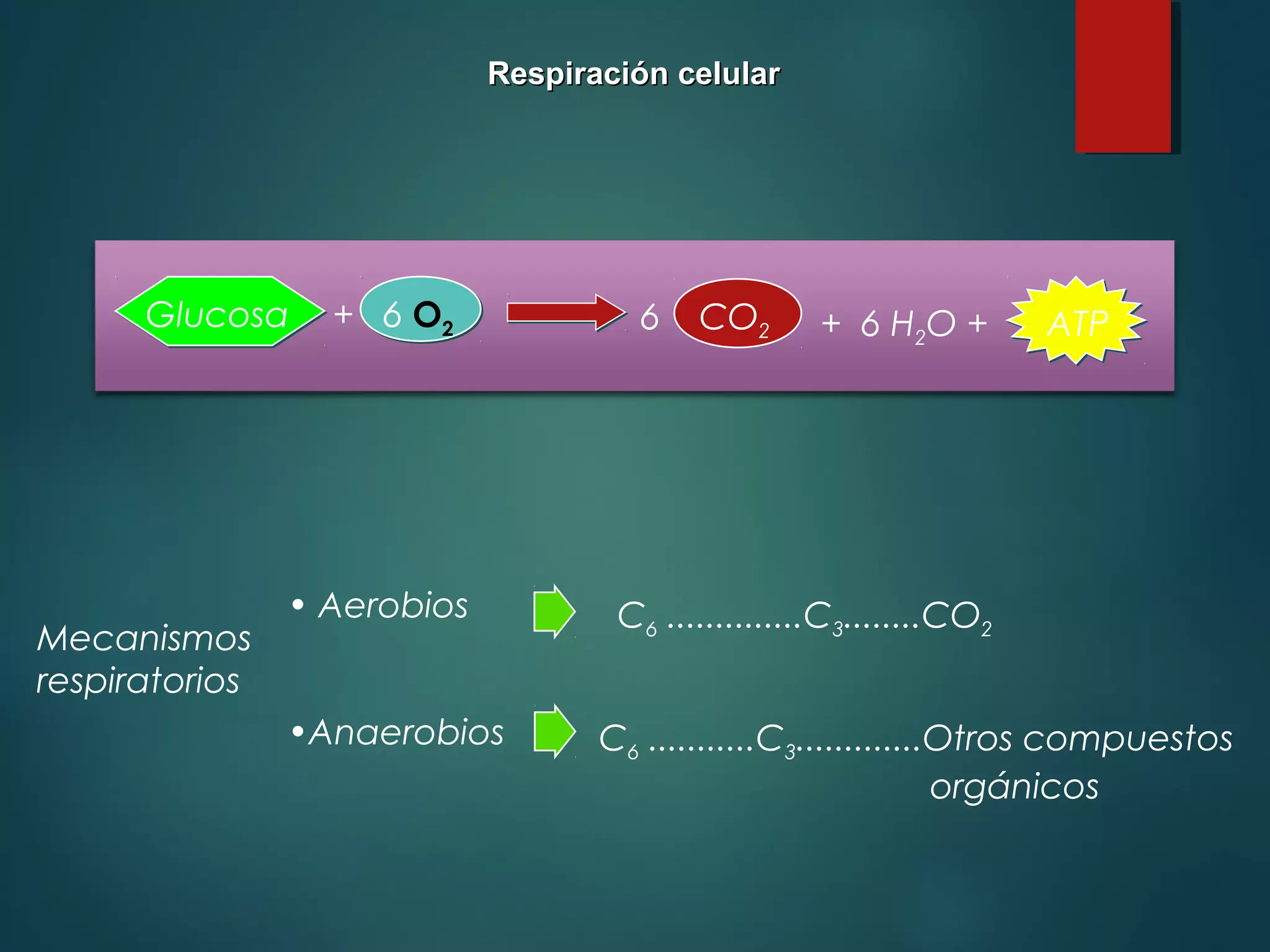 Fotosíntesis y Respiración Celular | PPT