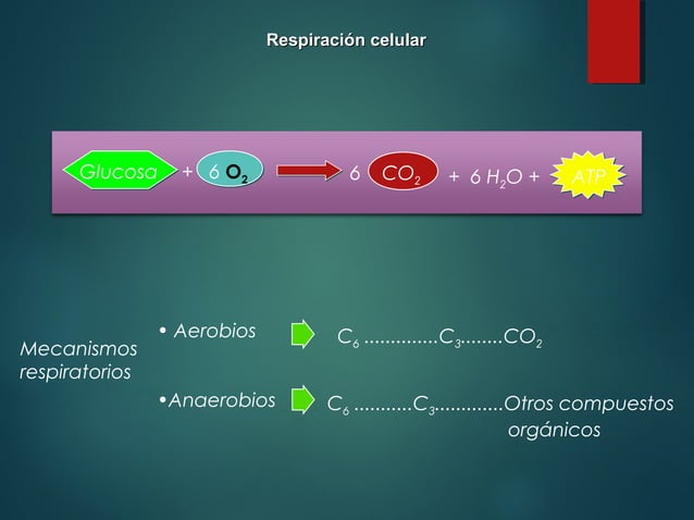 Fotosíntesis y Respiración Celular | PPT | Chemistry | Science