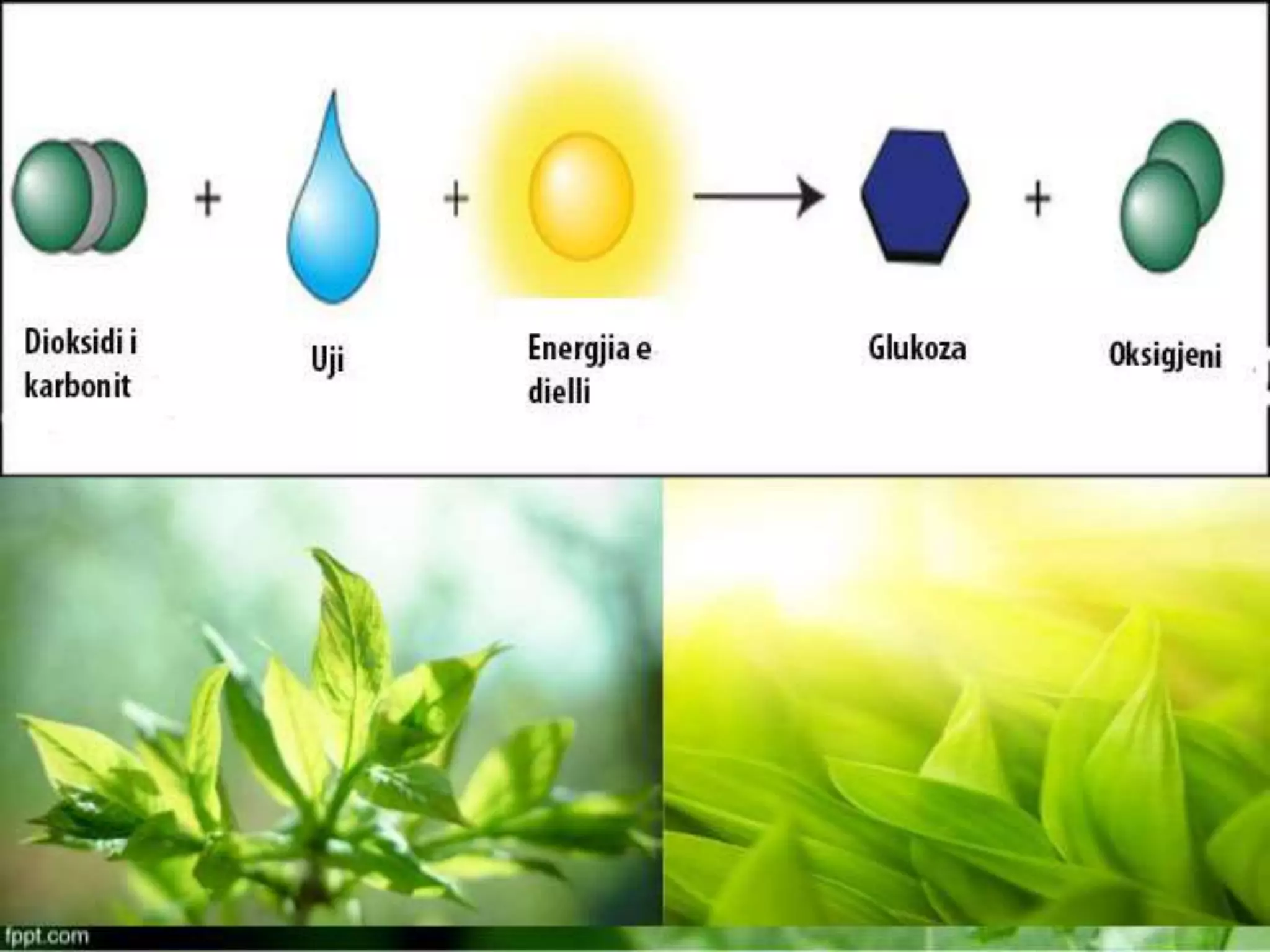 Procesi i Fotosintezes | PPTX