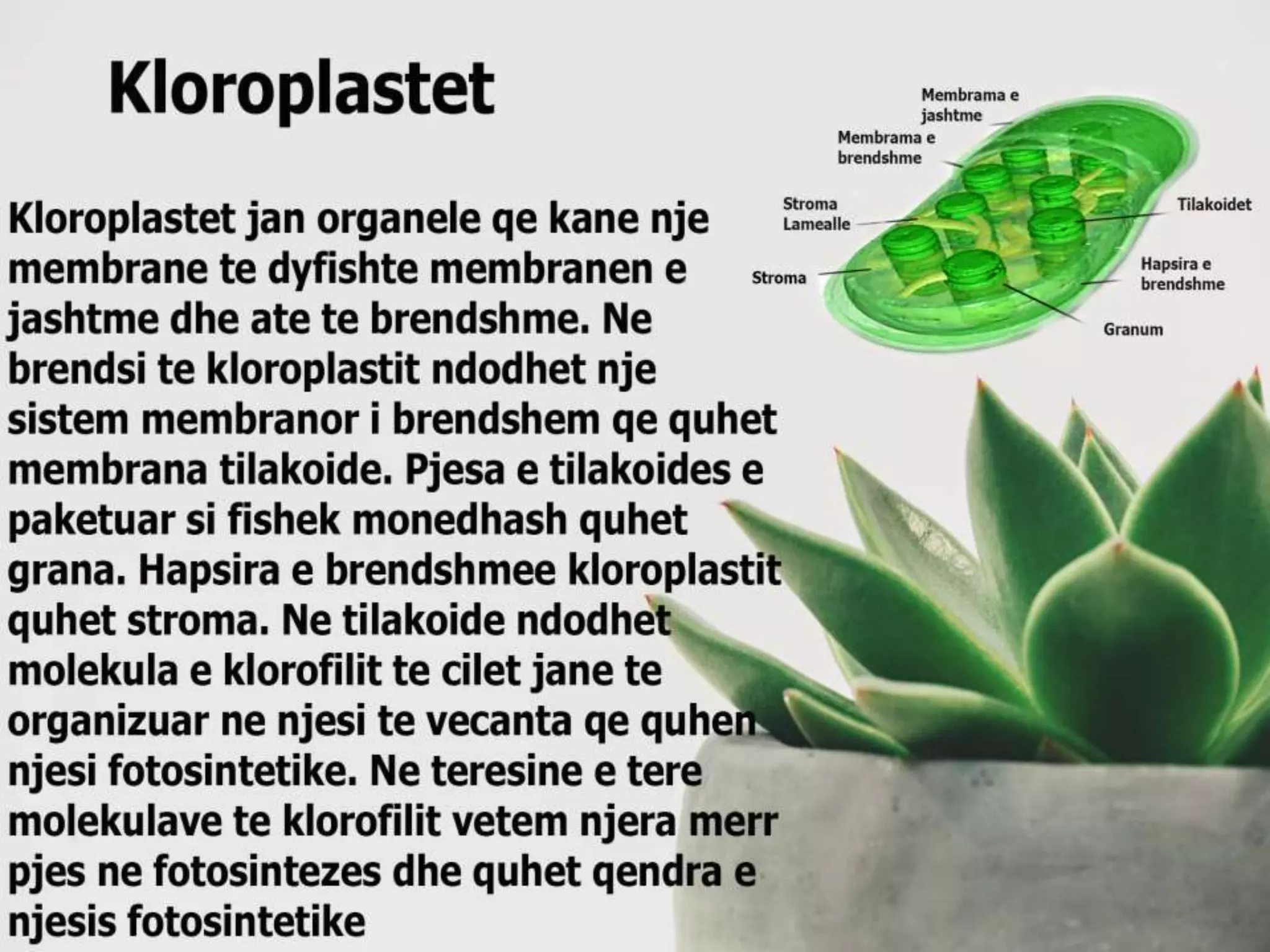 Procesi i Fotosintezes | PPTX