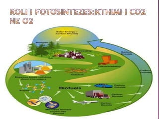Procesi i Fotosintezes | PPTX