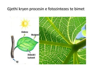 Procesi i Fotosintezes | PPTX