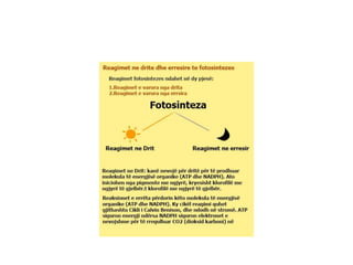 Procesi i Fotosintezes | PPTX
