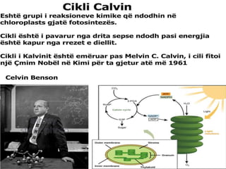 Procesi i Fotosintezes | PPTX