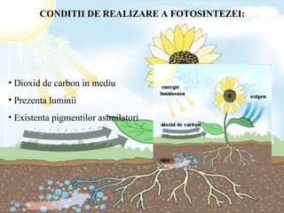 Fotosintezamodificat | PPT