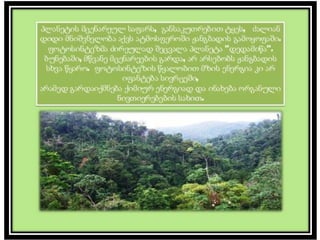 Fotosintezi 200422145723 | PPT