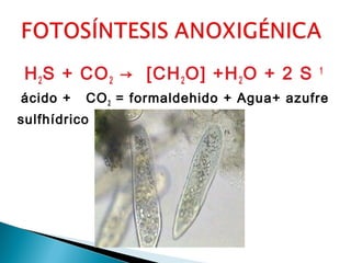 Fotosíntesis. Lic Javier Cucaita | PPT