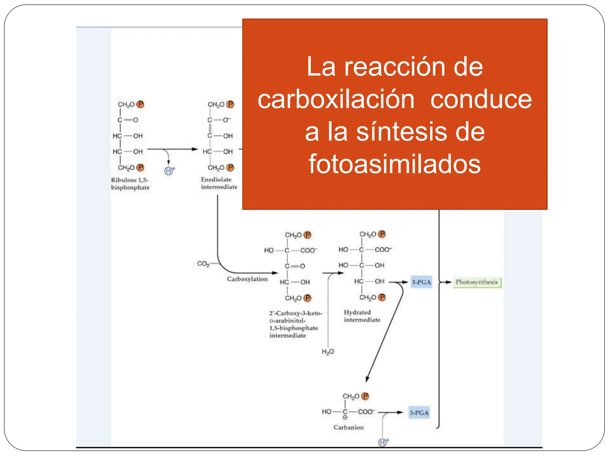 Proceso De La Fotosíntesis En Las Plantas1pptx