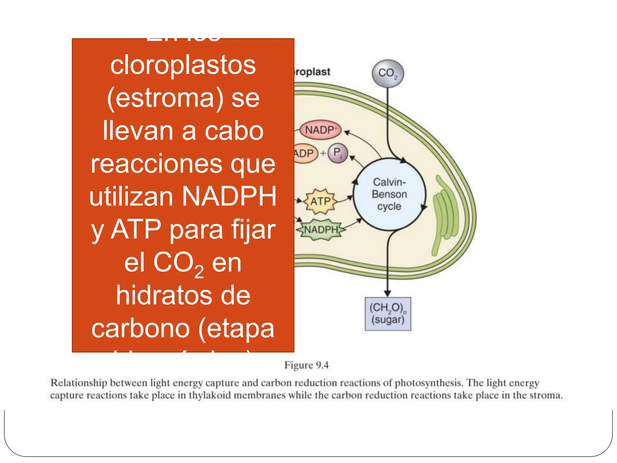Proceso De La Fotosíntesis En Las Plantas1pptx