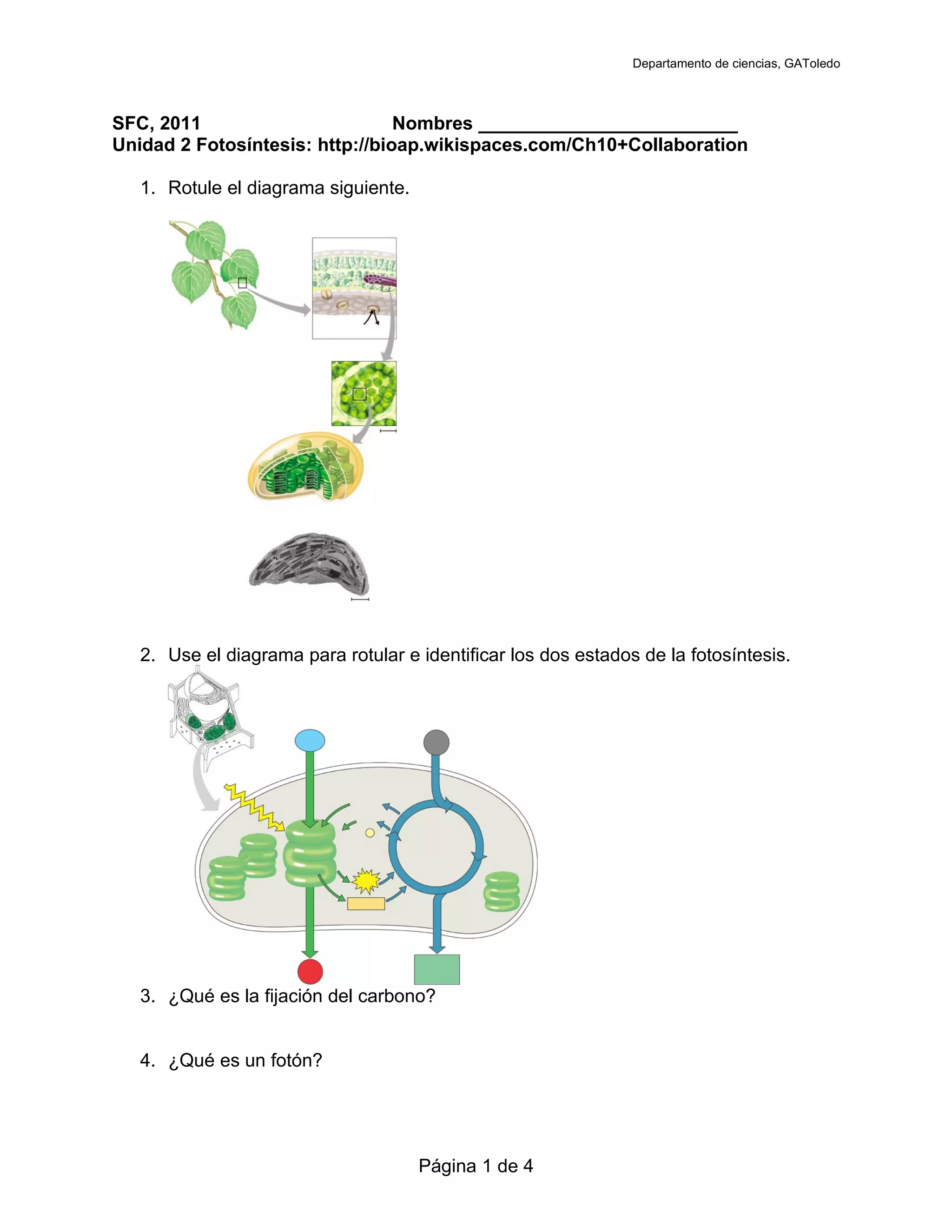 Fotosíntesis worksheet.ok2
