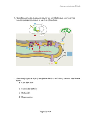 Fotosíntesis worksheet.ok2