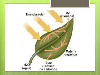 Fotosíntesis y respiración celular | PPTX