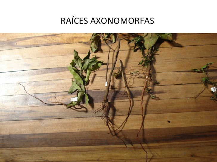 Fotos practica botanica uam raices