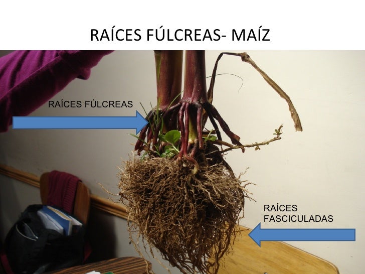 Fotos practica botanica uam raices