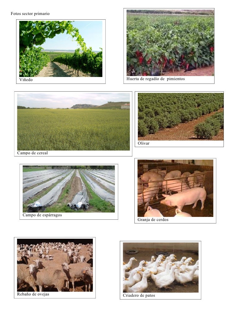 Fotos sector primario