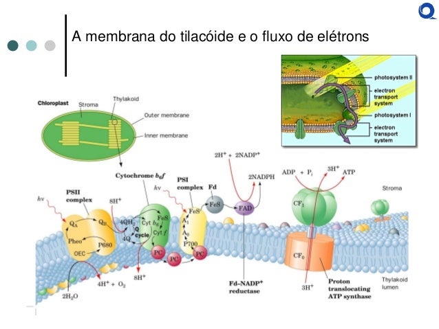 Diagrama De Membrana Tilacoide