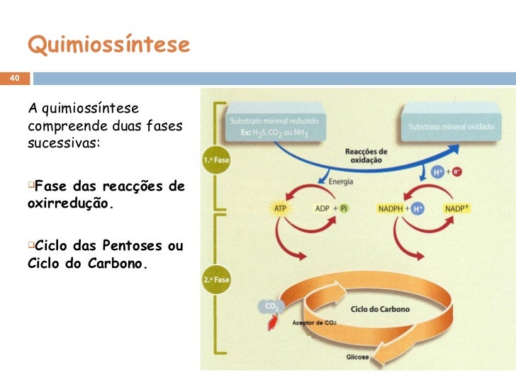 Fotossíntese e quimiossíntese