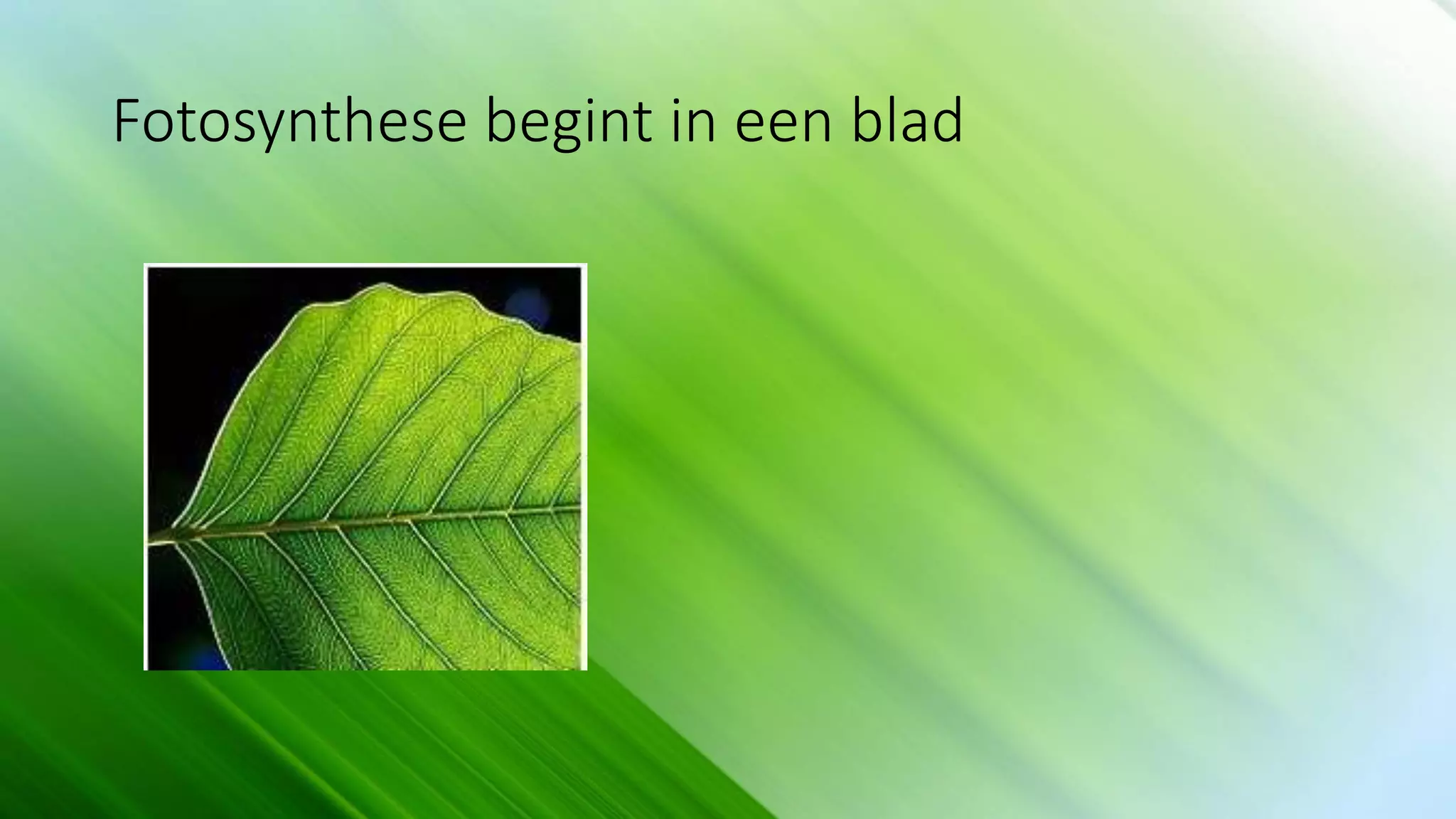 Fotosynthese w.a.dean