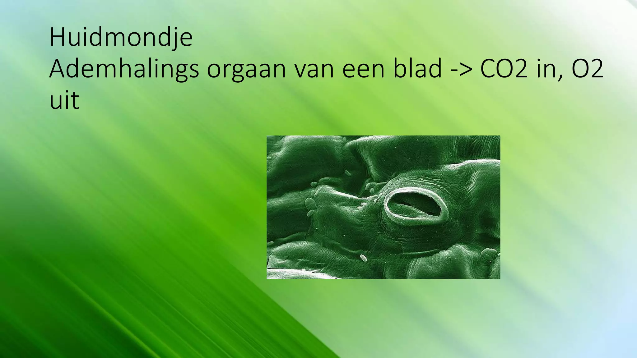 Fotosynthese w.a.dean