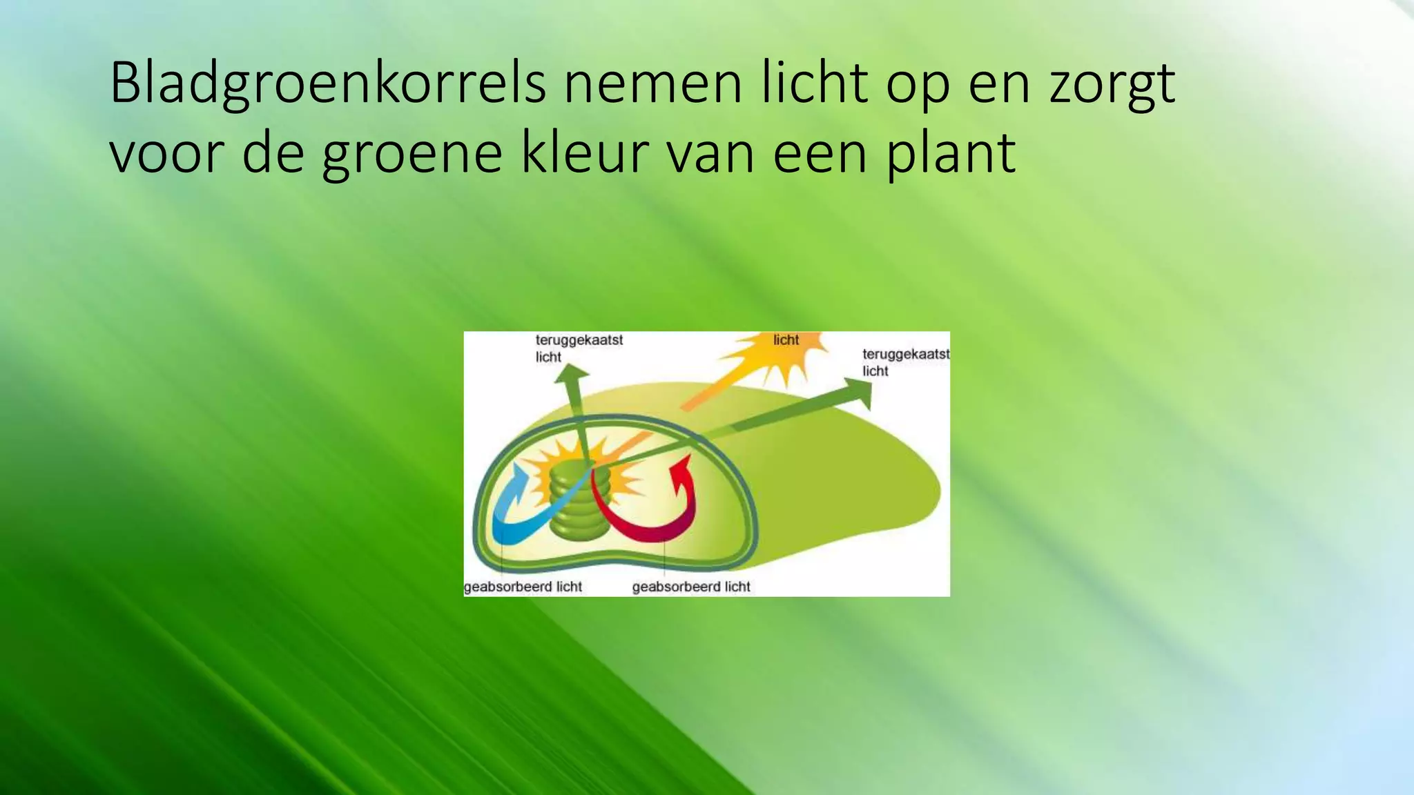 Fotosynthese w.a.dean