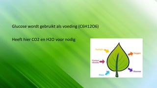 Fotosynthese w.a.dean